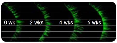 Myristoyl Pentapeptide-17 | SymPeptide® 226EL | Cosmetic Ingredients Guide